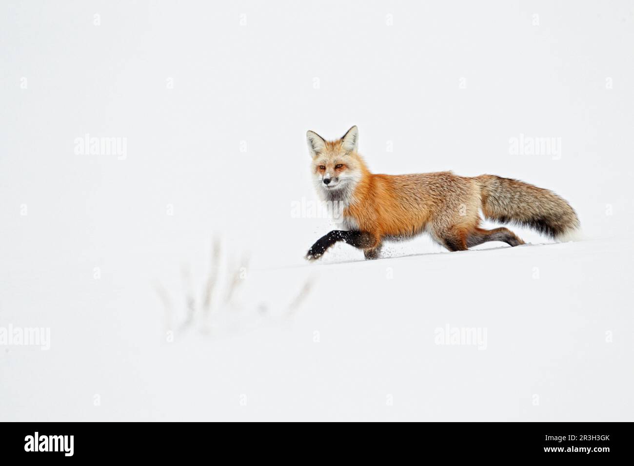 American Red Fox (Vulpes vulpes fulva), American Red Foxes, Fox, Foxes ...