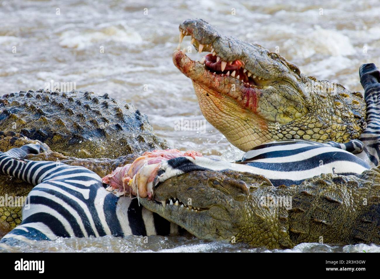 Nile crocodile, nile crocodiles (Crocodylus niloticus), Other animals ...