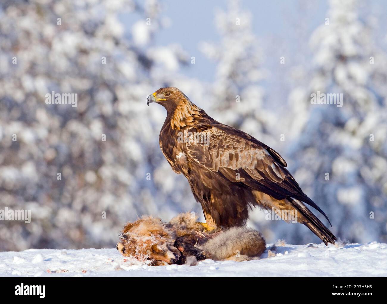 Golden eagle (Aquila chrysaetos) with captured fox (Vulpes vulpes), fox ...