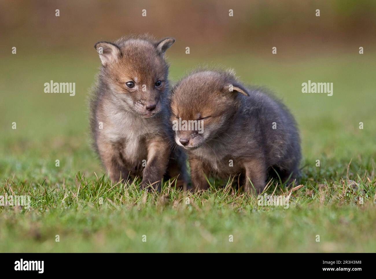 Red fox, red foxes, fox, foxes, canines, predators, mammals, animals ...