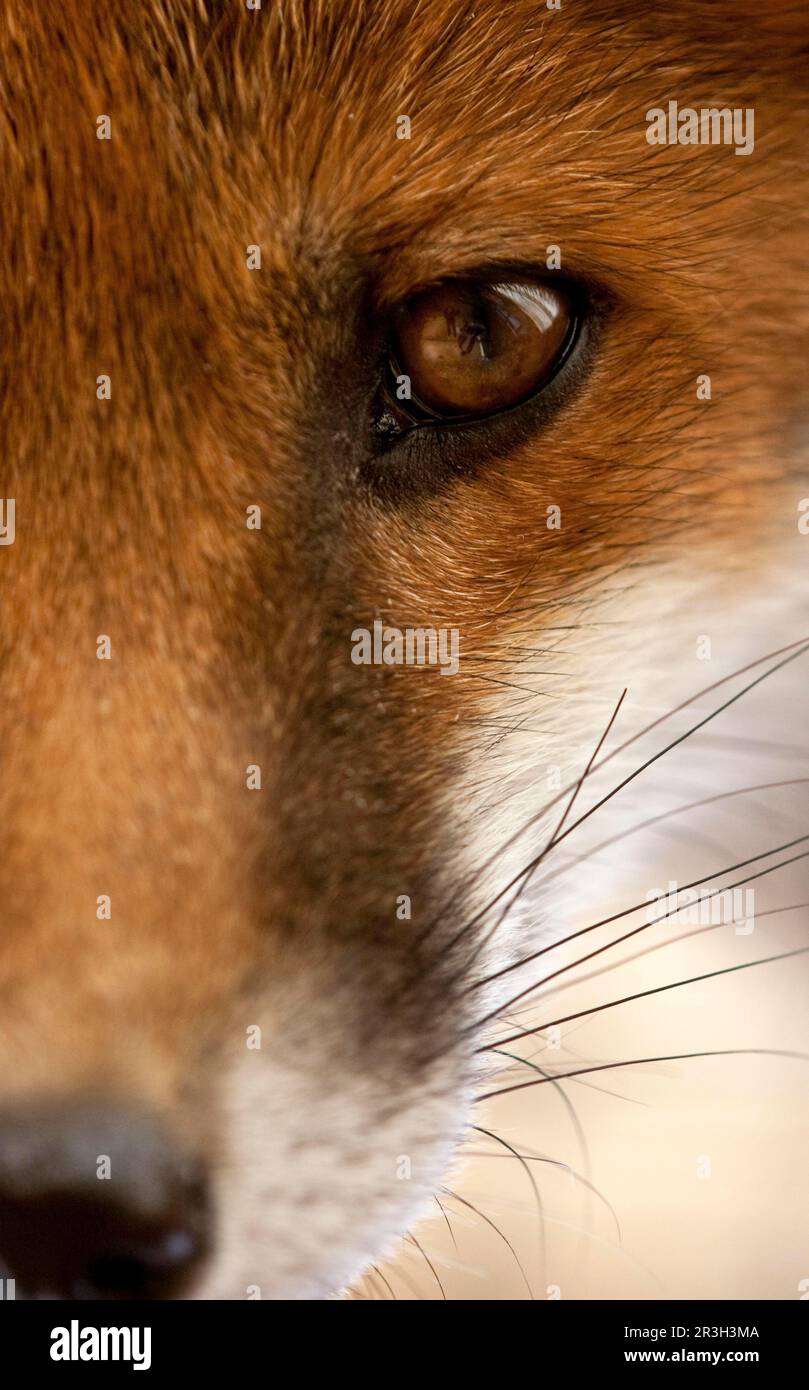 Red fox, red foxes, fox, foxes, canines, predators, mammals, animals ...