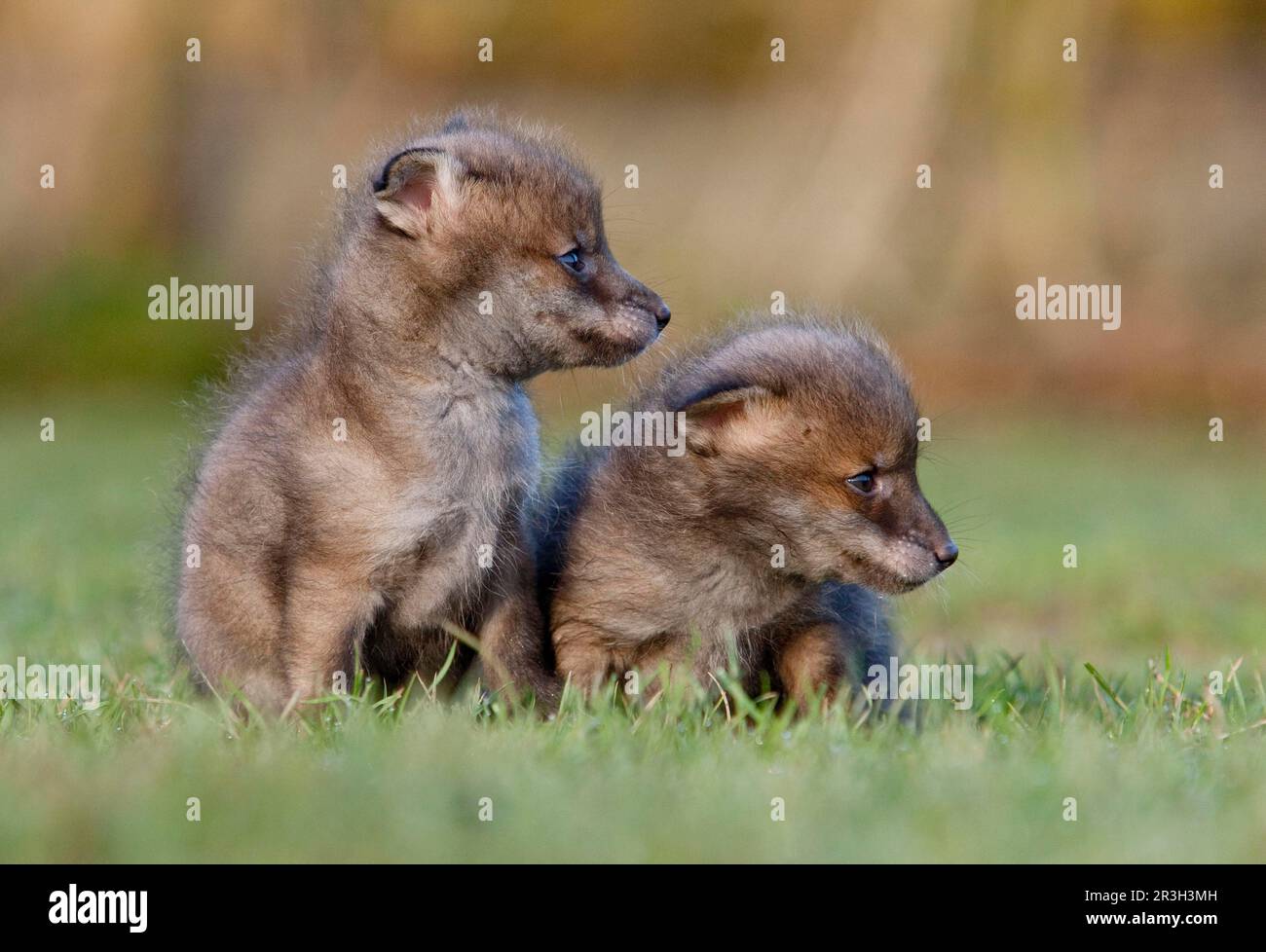 Red fox, red foxes, fox, foxes, canines, predators, mammals, animals ...
