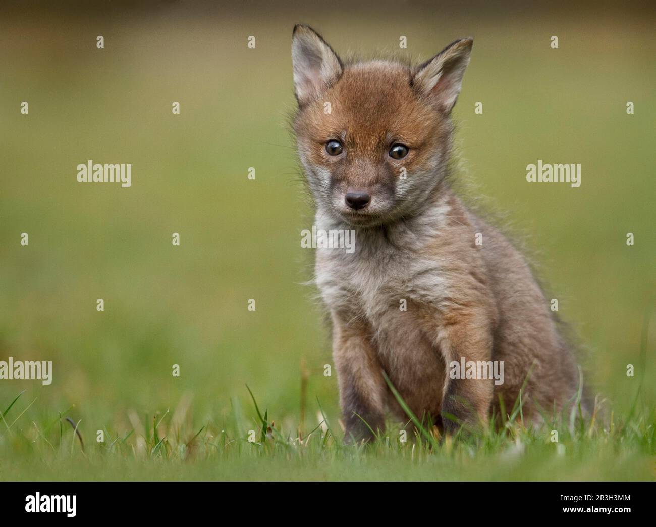 Red fox, red foxes, fox, foxes, canines, predators, mammals, animals ...