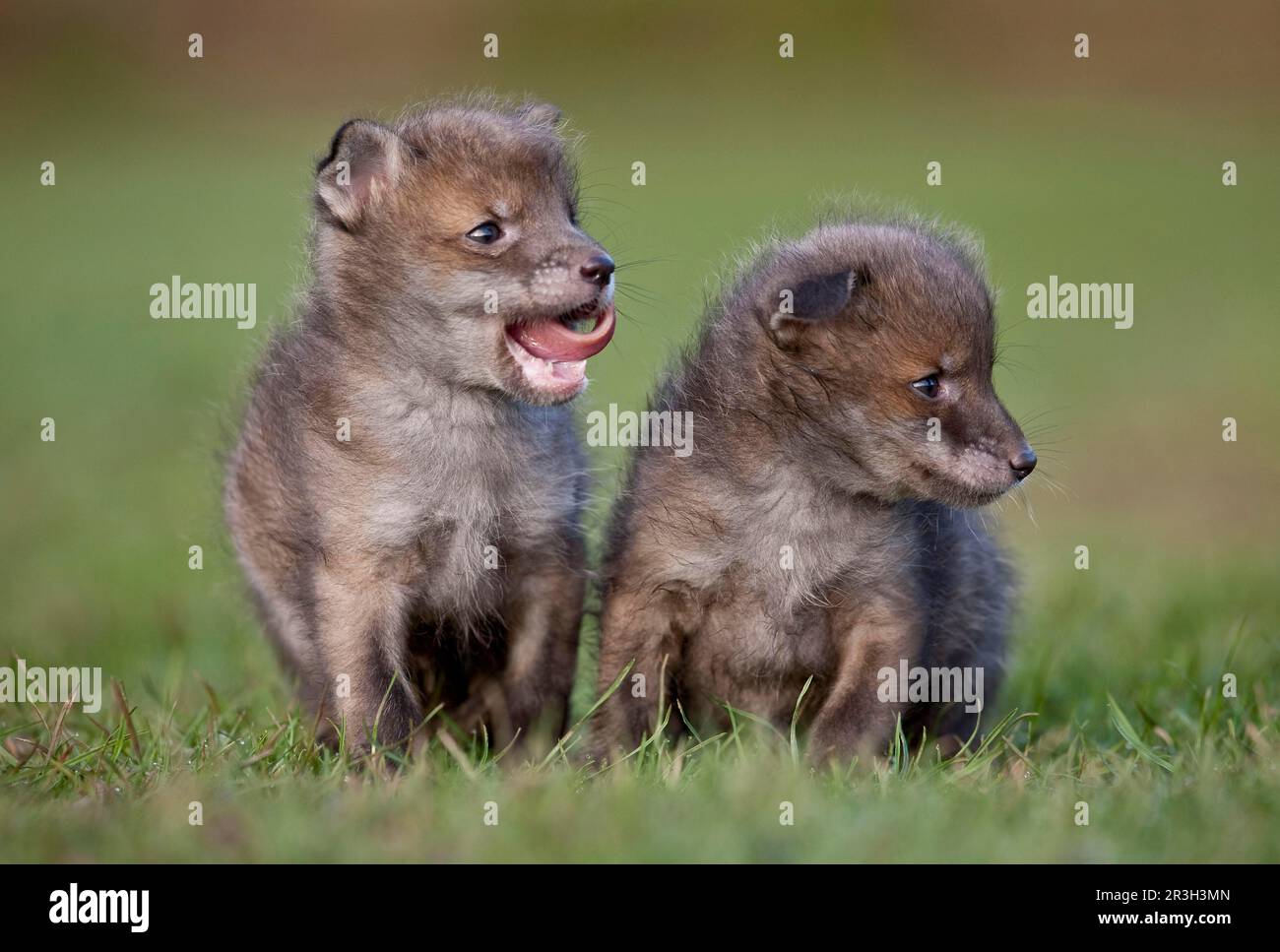 Red fox, red foxes, fox, foxes, canines, predators, mammals, animals ...