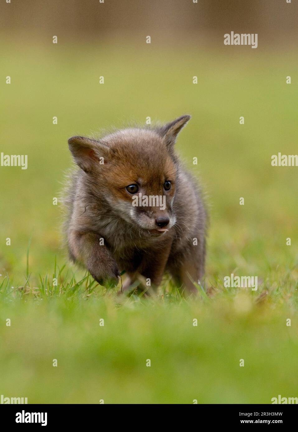 Red fox, red foxes, fox, foxes, canines, predators, mammals, animals ...