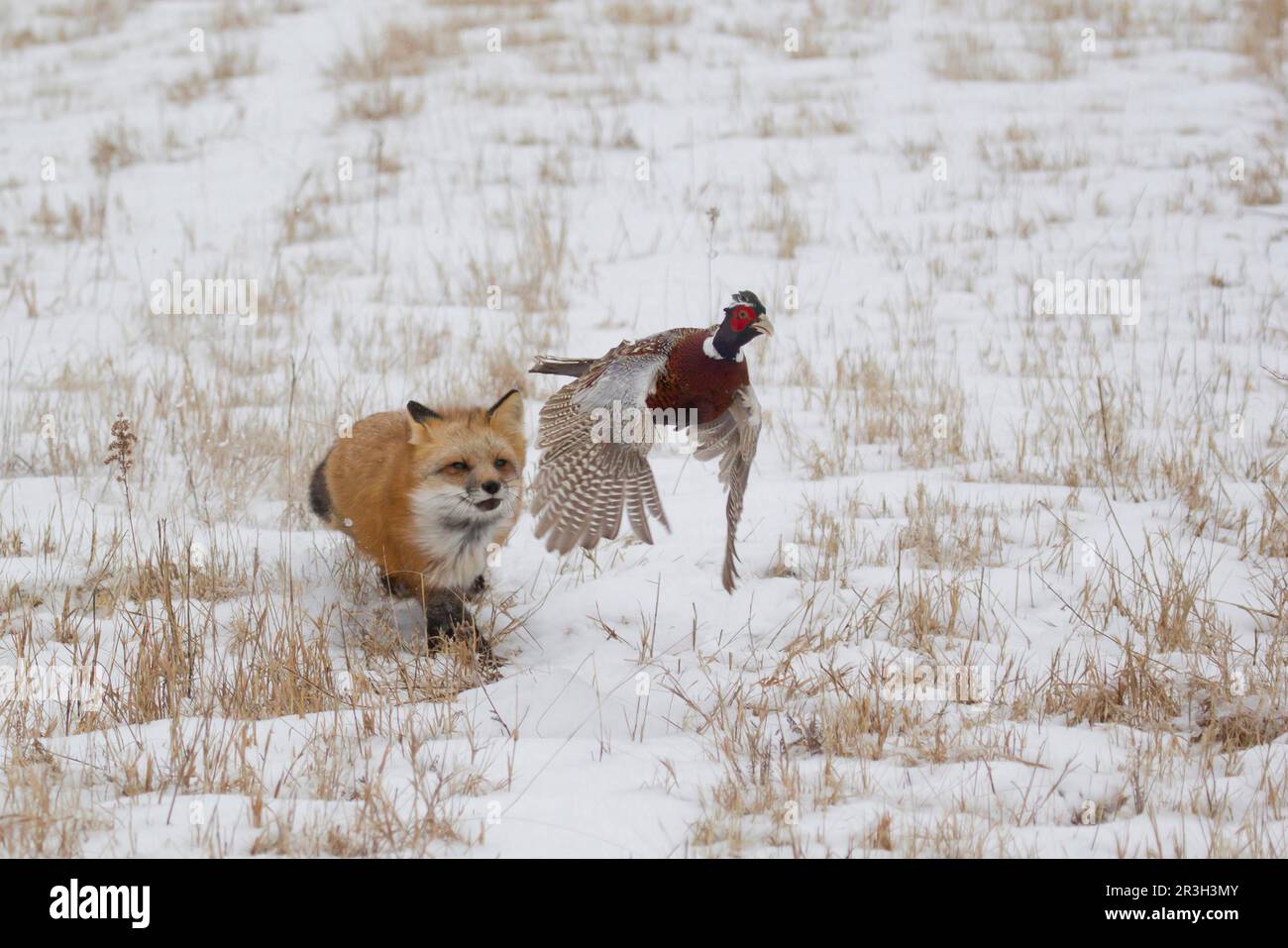 American Red Fox (Vulpes vulpes fulva), American Red Foxes, Fox, Foxes ...