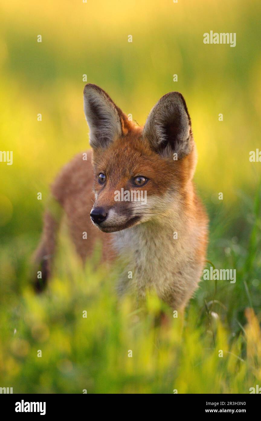 Red fox, red foxes, red foxes, fox, foxes, canines, predators, mammals ...