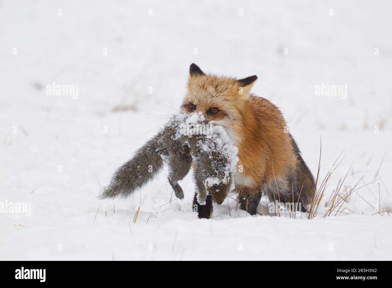 American Red Fox (Vulpes vulpes fulva), American Red Foxes, Fox, Foxes ...