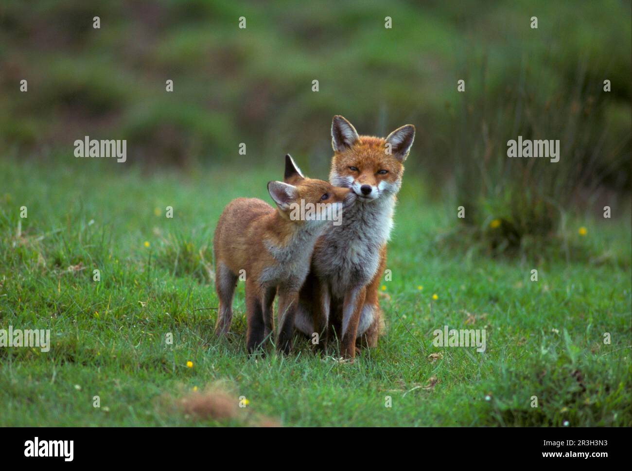 Red fox, red foxes, Fox, Foxes, Canines, Predators, Mammals, Animals ...
