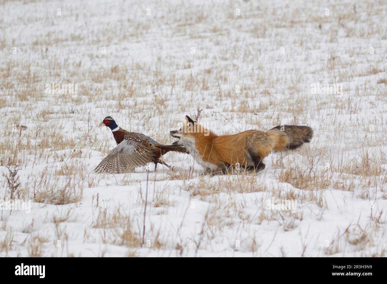American Red Fox (Vulpes vulpes fulva), American Red Foxes, Fox, Foxes ...