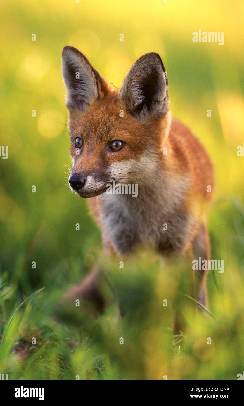 Red fox, red foxes, red foxes, fox, foxes, canines, predators, mammals ...