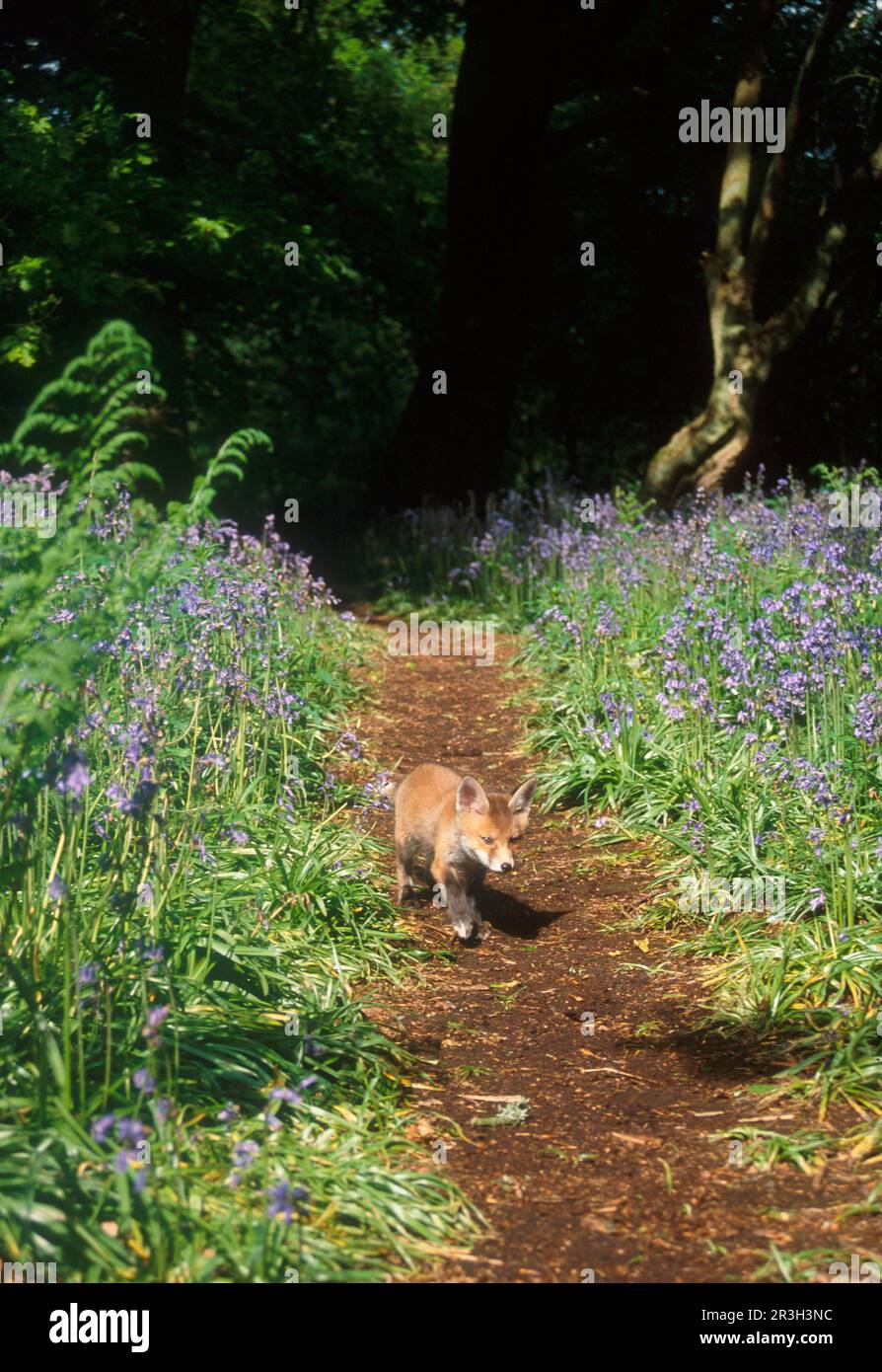 Red fox, red foxes, Fox, Foxes, Canines, Predators, Mammals, Animals ...