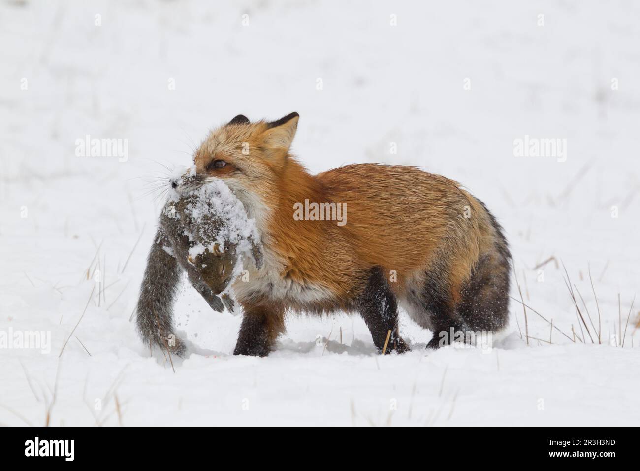 American Red Fox (Vulpes vulpes fulva), American Red Foxes, Fox, Foxes ...