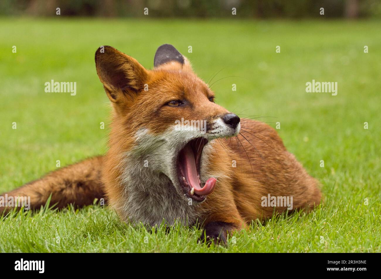 Red fox, red foxes, fox, foxes, canines, predators, mammals, animals ...