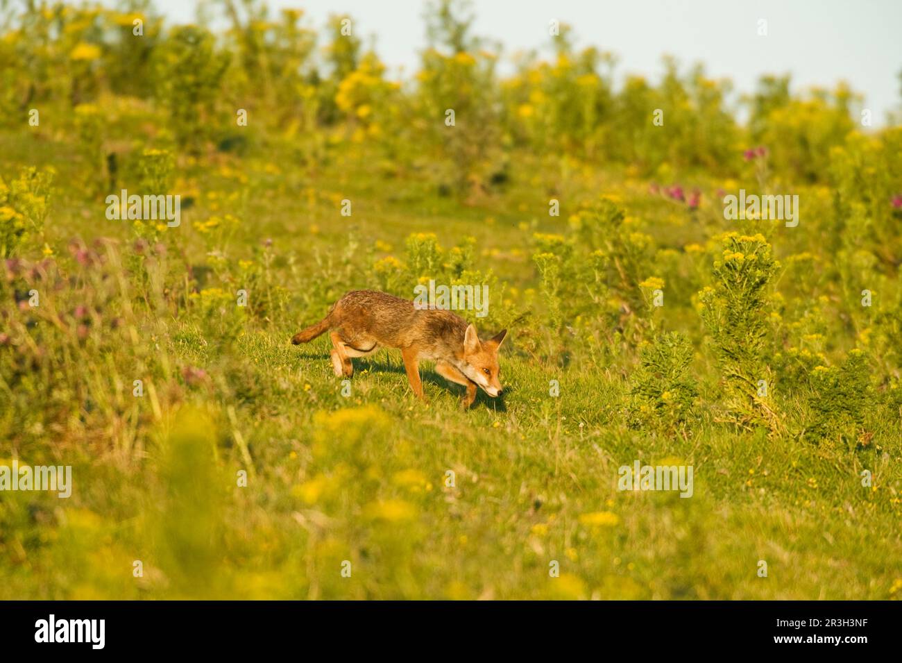 Red fox, red foxes, red foxes, fox, foxes, canines, predators, mammals ...