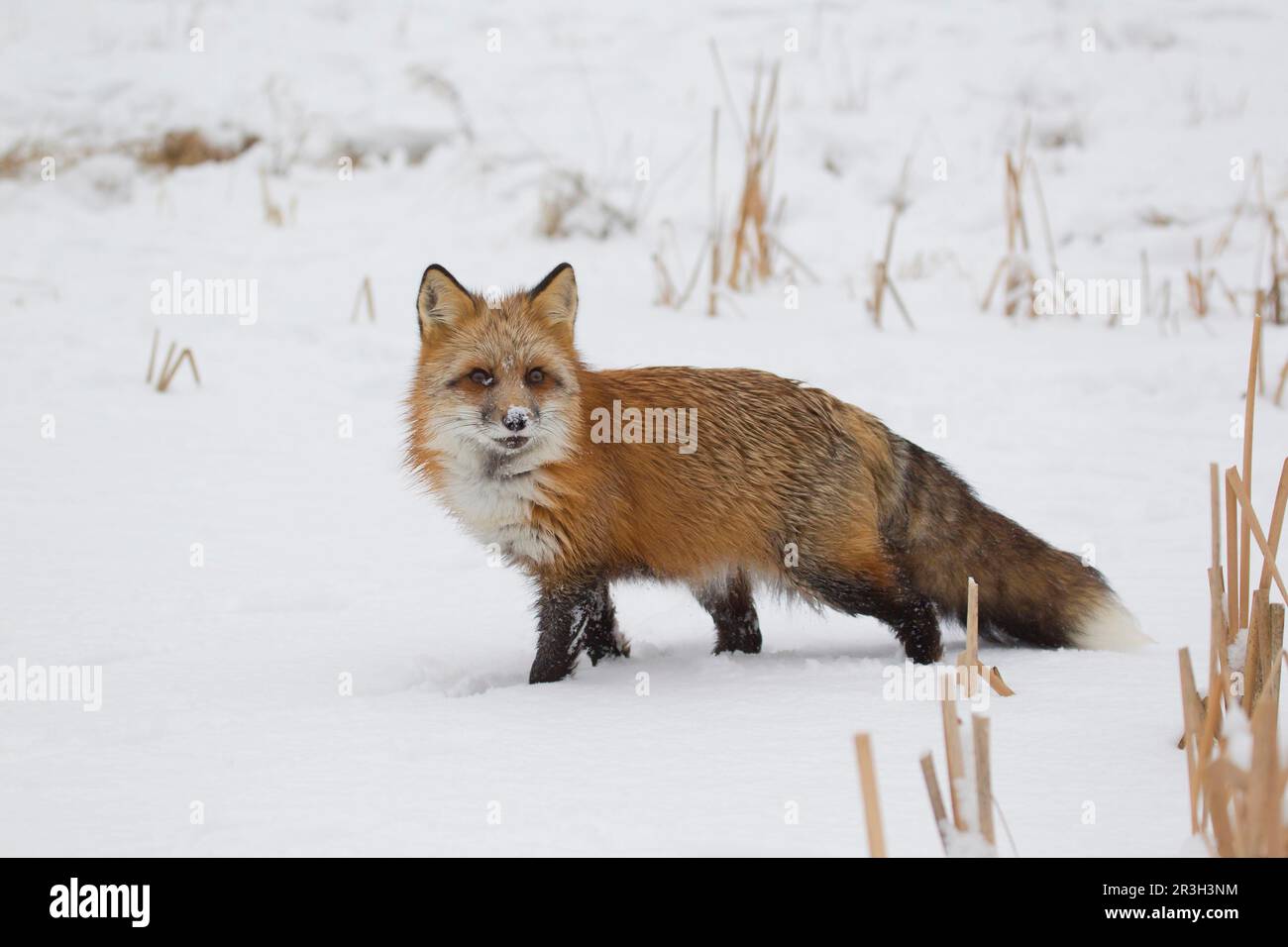 American Red Fox (Vulpes vulpes fulva), American Red Foxes, Fox, Foxes ...