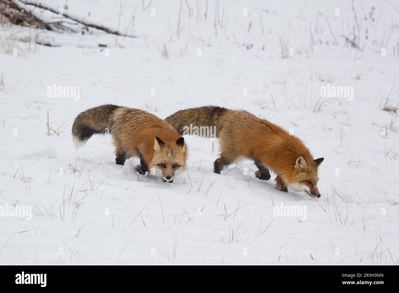American Red Fox (Vulpes vulpes fulva), American Red Foxes, Fox, Foxes ...
