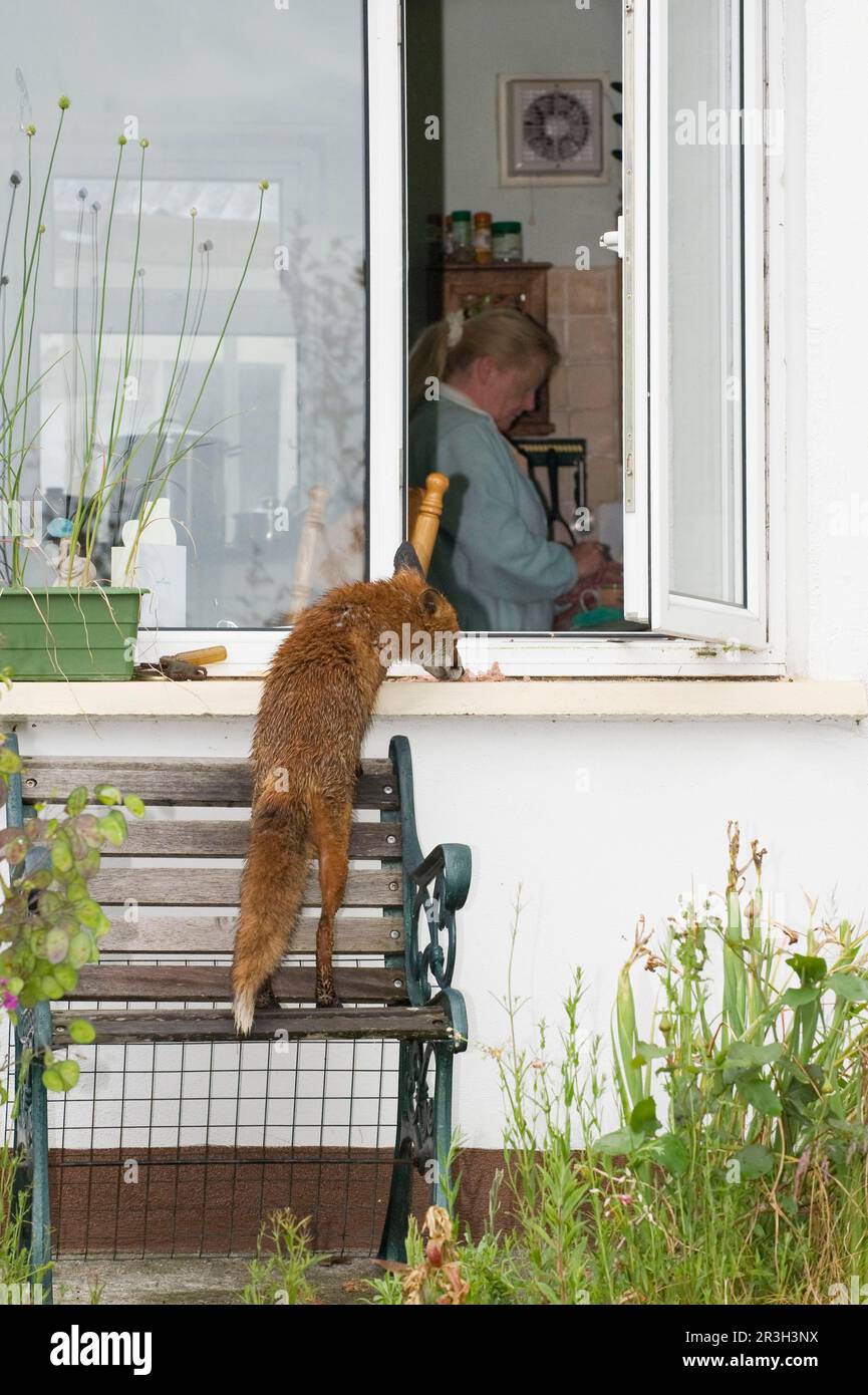 Red fox, red foxes, fox, foxes, canines, predators, mammals, animals ...