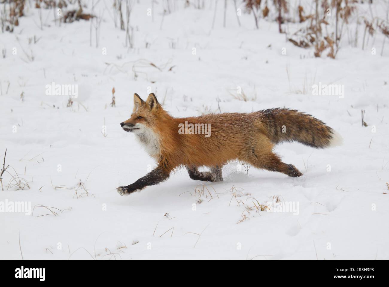 American Red Fox (Vulpes vulpes fulva), American Red Foxes, Fox, Foxes ...