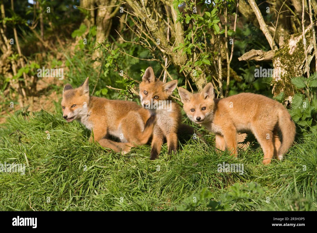 European Red Fox (Vulpes vulpes) three cubs in early evening sunshine ...