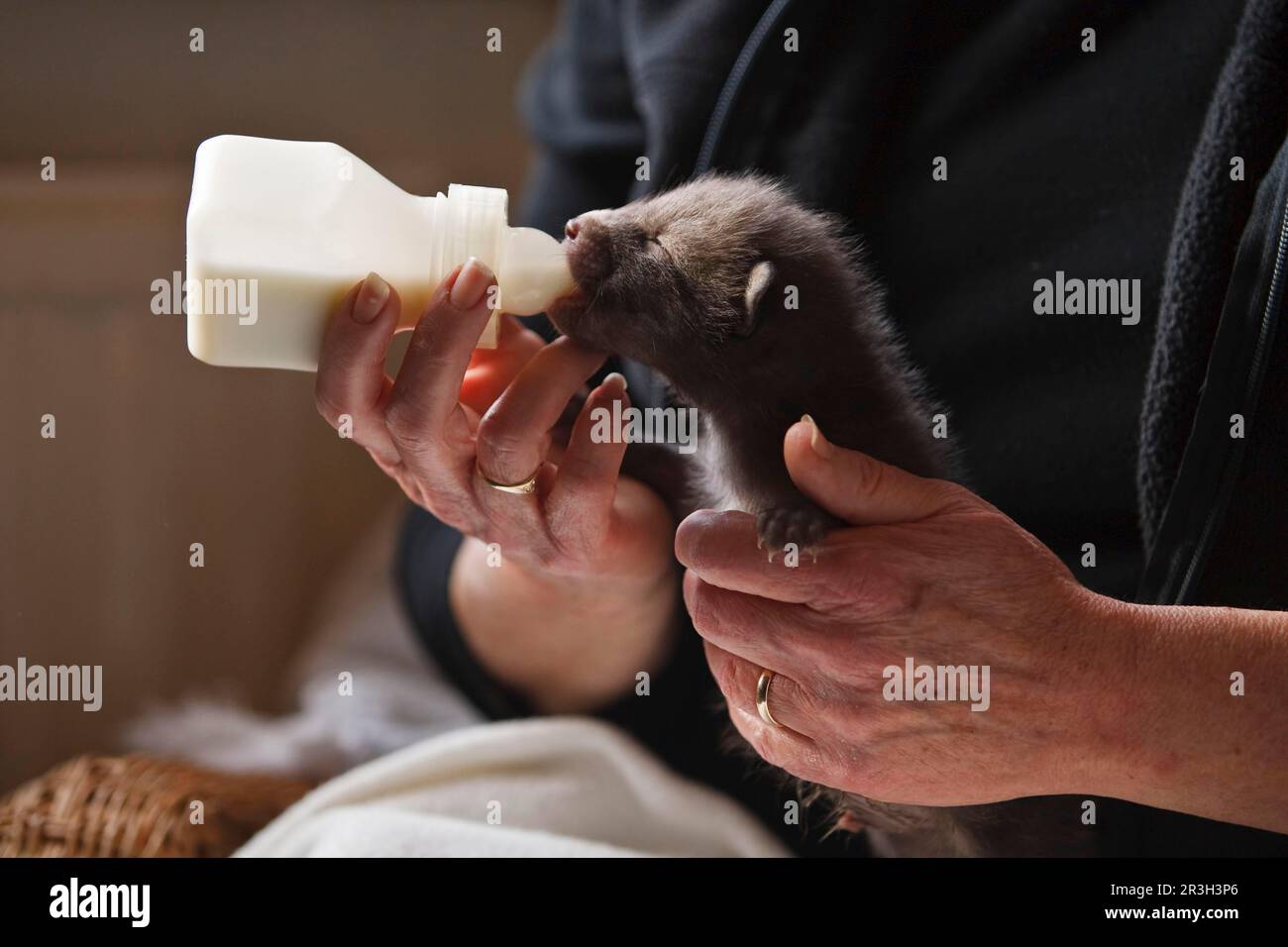 Red fox, red foxes, fox, foxes, canines, predators, mammals, animals ...