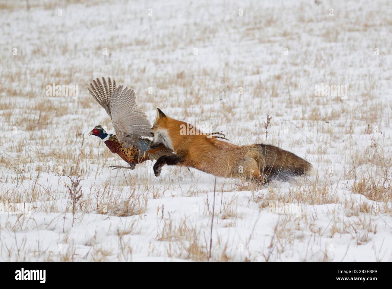 American Red Fox (Vulpes vulpes fulva), American Red Foxes, Fox, Foxes ...