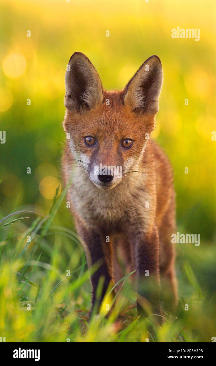 Red fox, red foxes, red foxes, fox, foxes, canines, predators, mammals ...