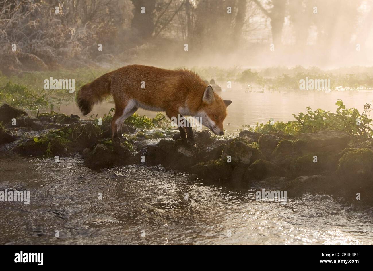 Red fox, red foxes, red foxes, fox, foxes, canines, predators, mammals ...