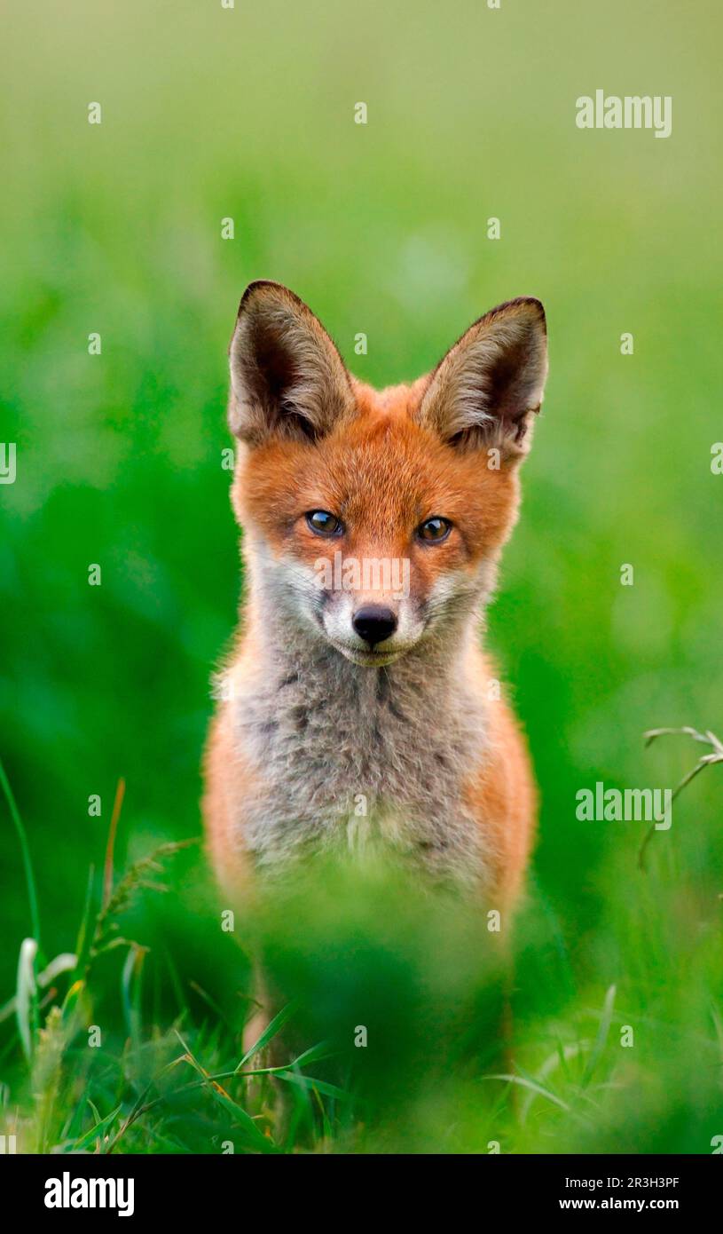 Red fox, red foxes, red foxes, fox, foxes, canines, predators, mammals ...