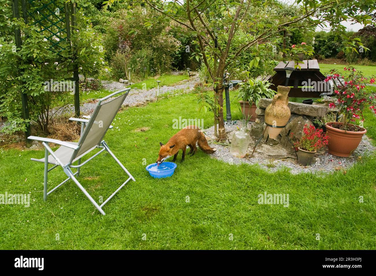 Red fox, red foxes, fox, foxes, canines, predators, mammals, animals ...