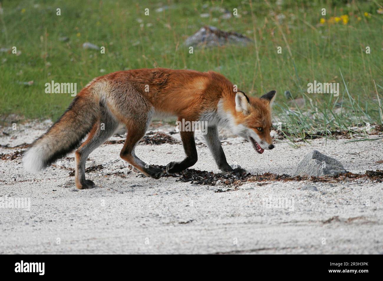 Red fox, red foxes, fox, foxes, canines, predators, mammals, animals ...
