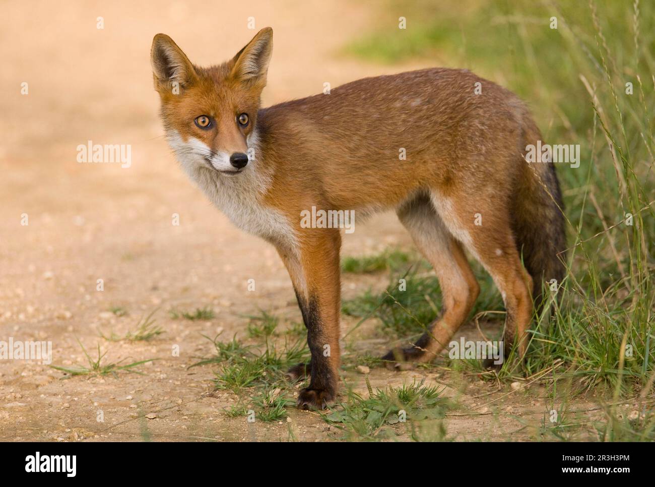 Farm house oxfordshire hi-res stock photography and images - Alamy