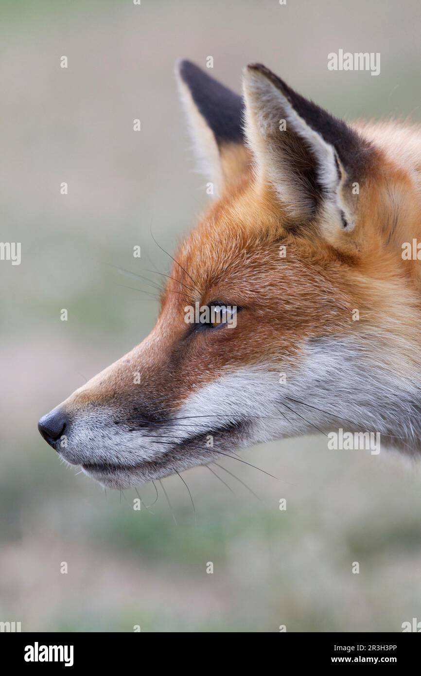 Red fox, red foxes, fox, foxes, canines, predators, mammals, animals, European Red Fox (Vulpes ...