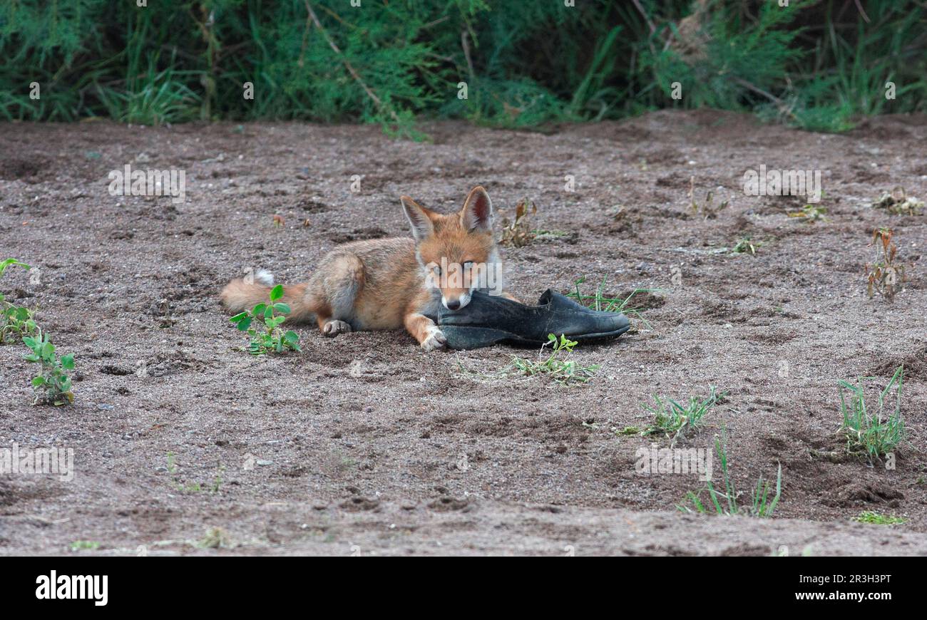 Red fox, red foxes, fox, foxes, canines, predators, mammals, animals ...