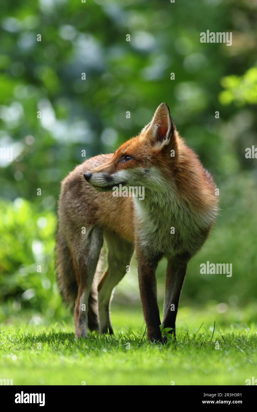 Red fox, red foxes, fox, foxes, canines, predators, mammals, animals ...