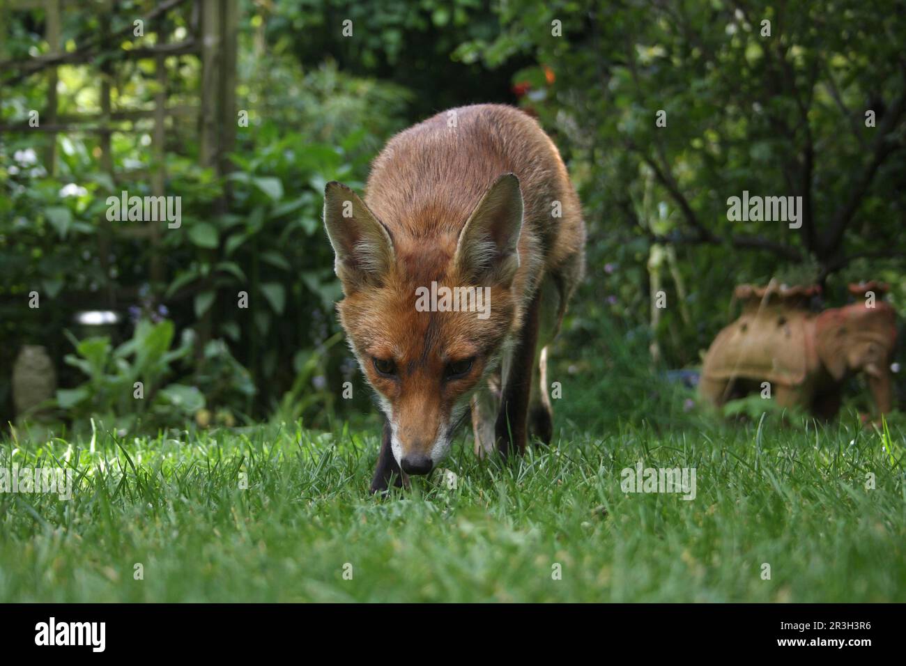 Red fox, red foxes, fox, foxes, canines, predators, mammals, animals, European Red Fox (Vulpes ...