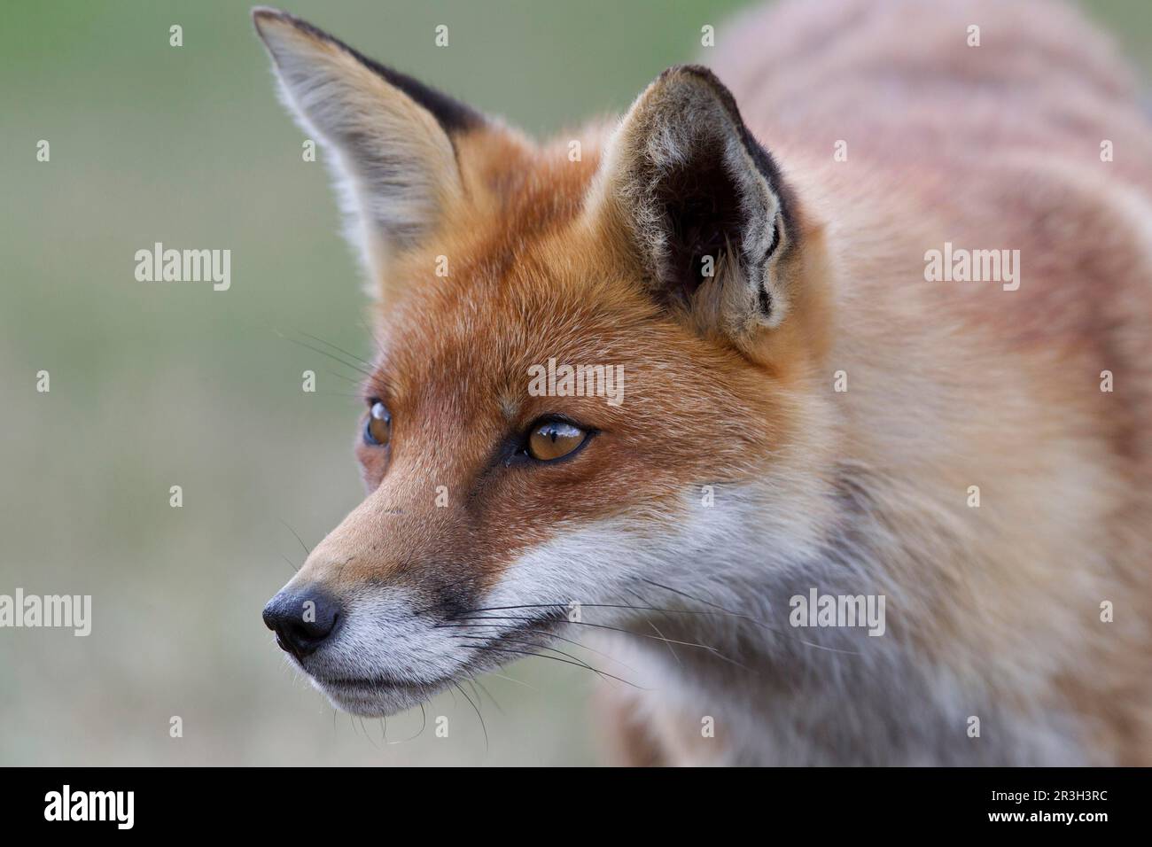 Red fox, red foxes, fox, foxes, canines, predators, mammals, animals ...