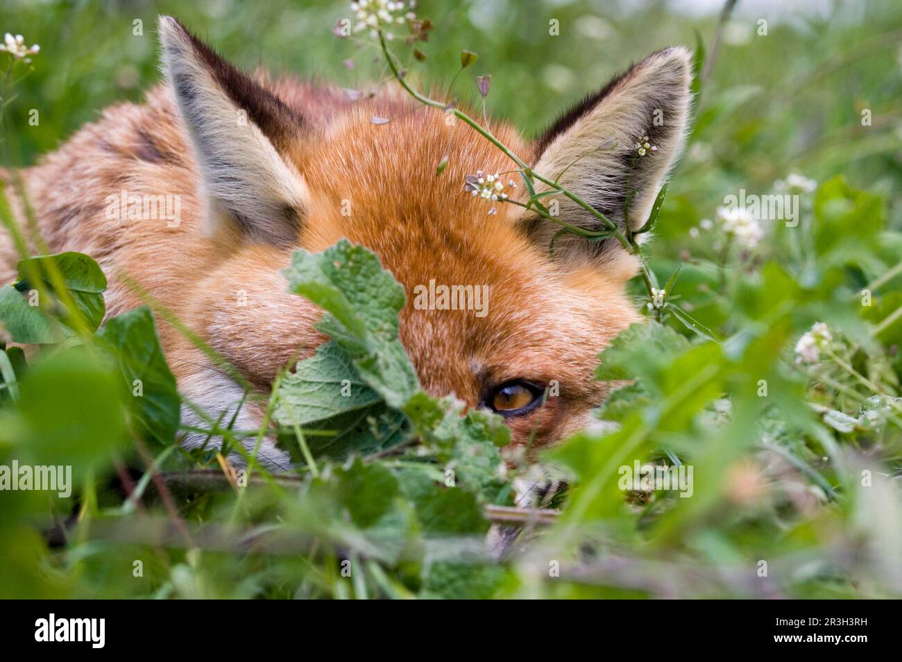 Red fox, red foxes, fox, foxes, canines, predators, mammals, animals ...