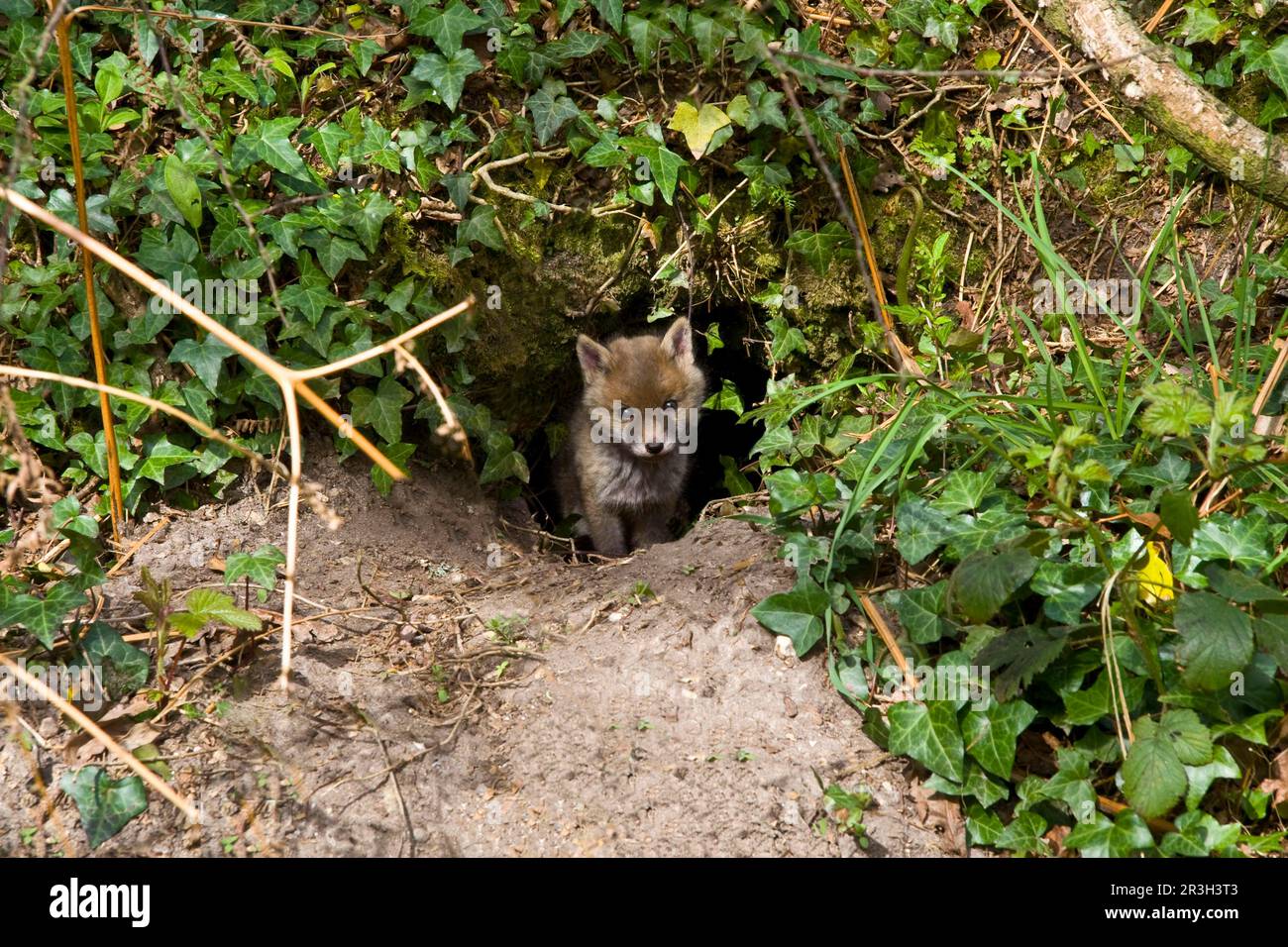 Red fox, red foxes, fox, foxes, canines, predators, mammals, animals ...