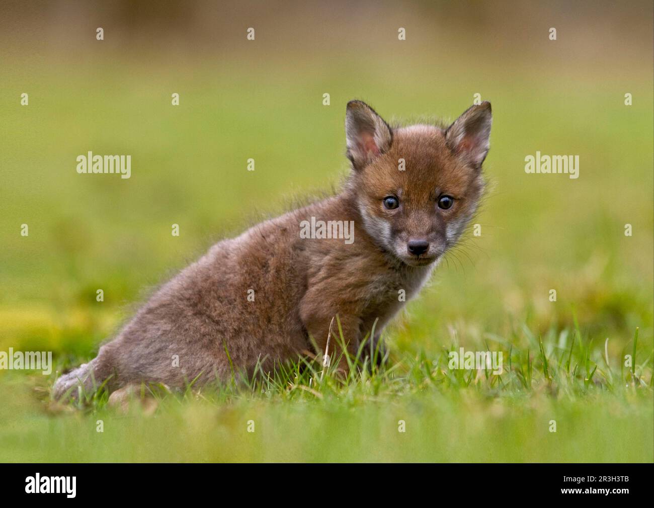 Red fox, red foxes, fox, foxes, canines, predators, mammals, animals, 5 ...