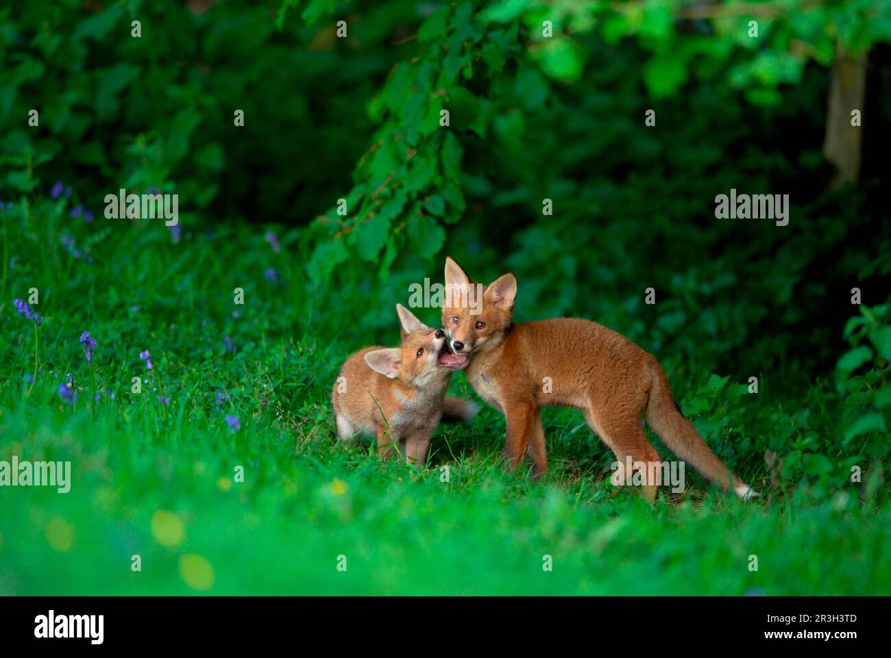 Red fox, red foxes, fox, foxes, canines, predators, mammals, animals ...