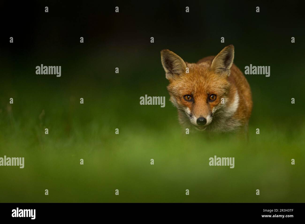Red fox, red foxes, fox, foxes, canines, predators, mammals, animals ...