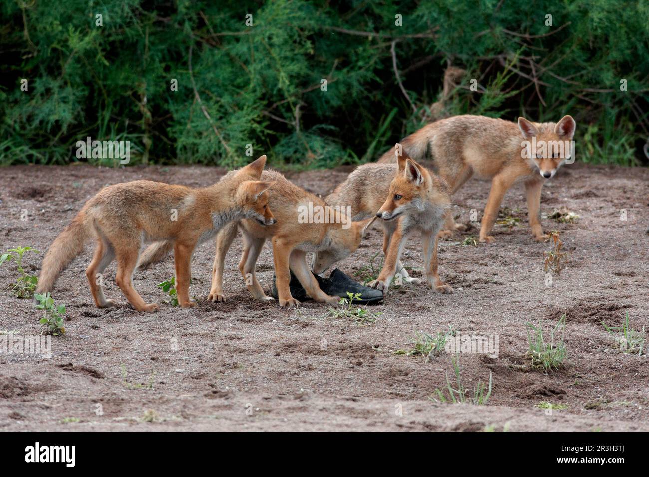 Red fox, red foxes, fox, foxes, canines, predators, mammals, animals ...