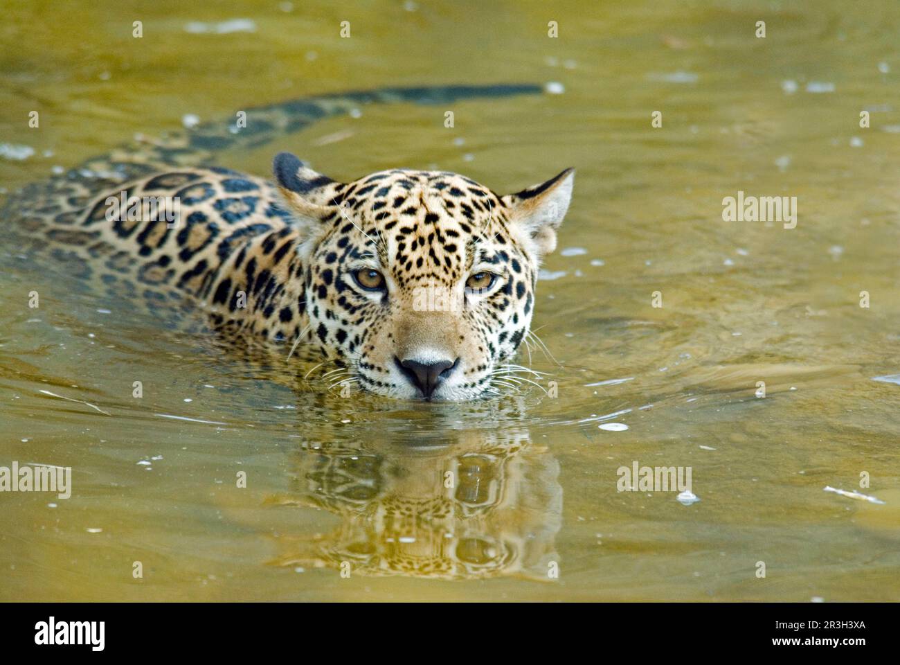 Jaguar, jaguars (Panthera onca), endangered species, big cats ...