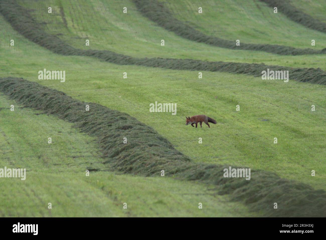 Red fox, red foxes, Fox, Foxes, Canines, Predators, Mammals, Animals ...