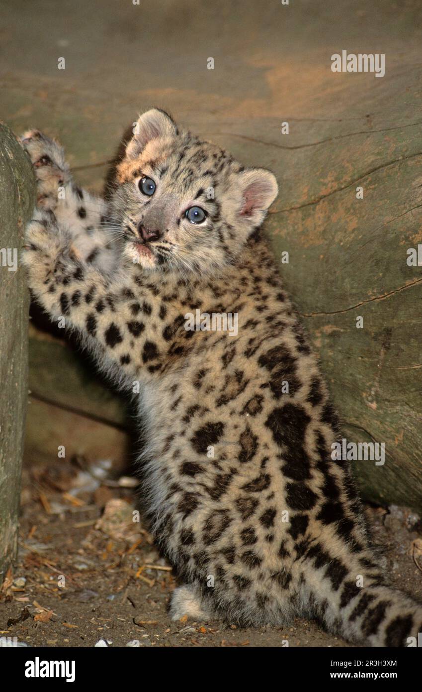 Snow Leopard Standing