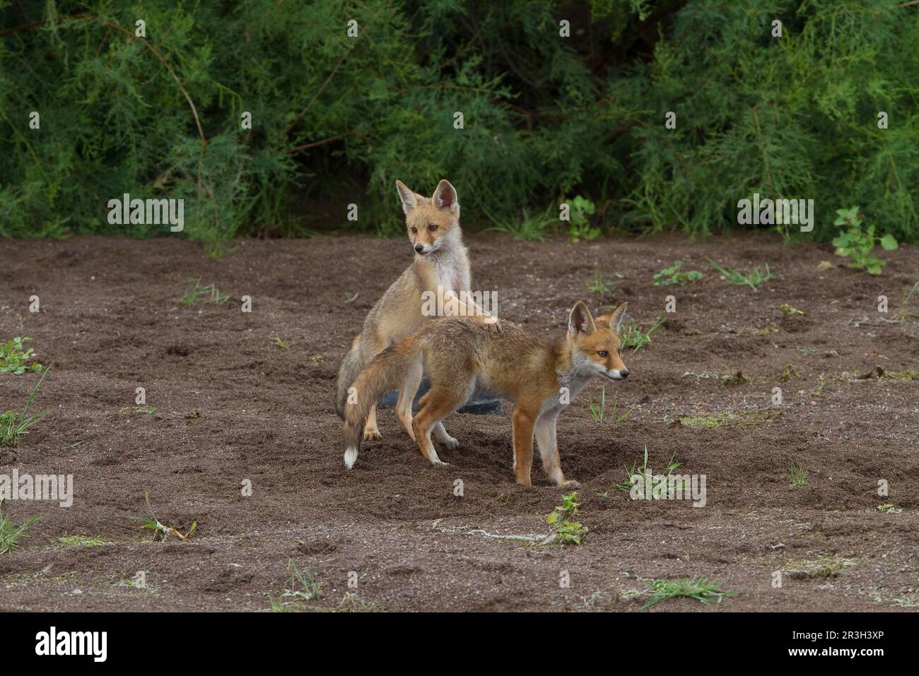 Red fox, red foxes, fox, foxes, canines, predators, mammals, animals ...