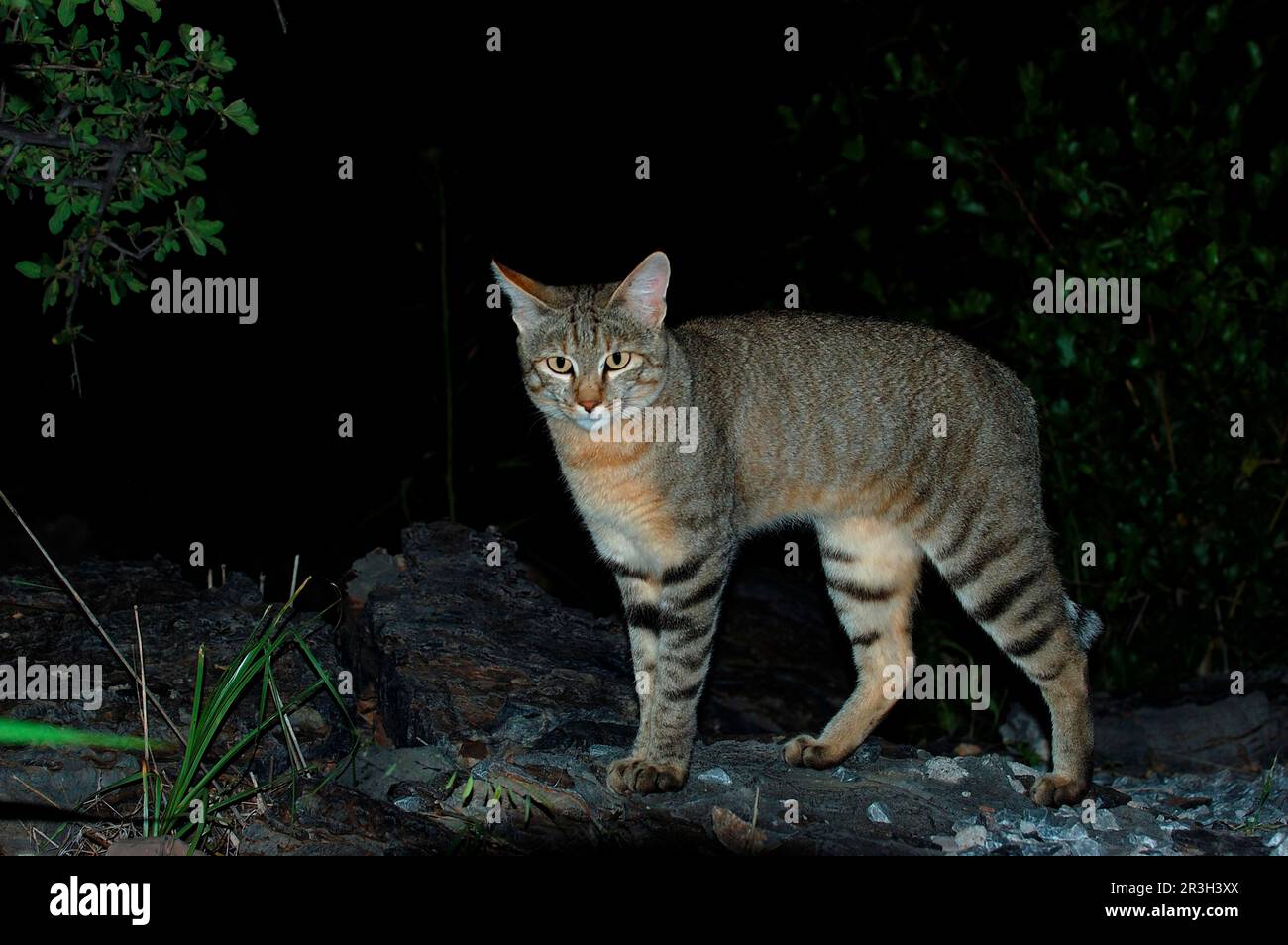 African wildcats (Felis silvestris lybica), Falcon cat, Falcon cats ...