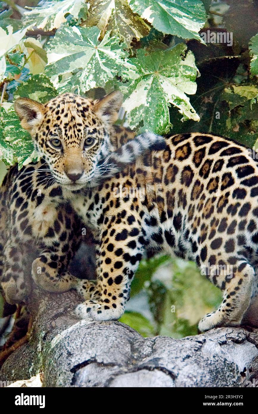 Jaguar, jaguars (Panthera onca), endangered species, big cats ...