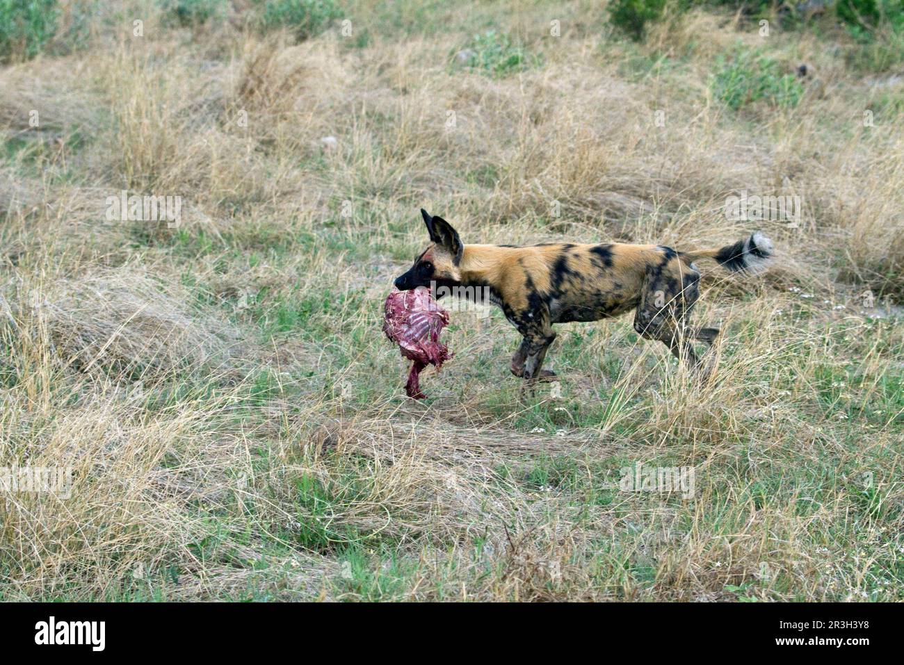 African wild dog (Lycaon pictus), Canine species, Predators, Mammals ...